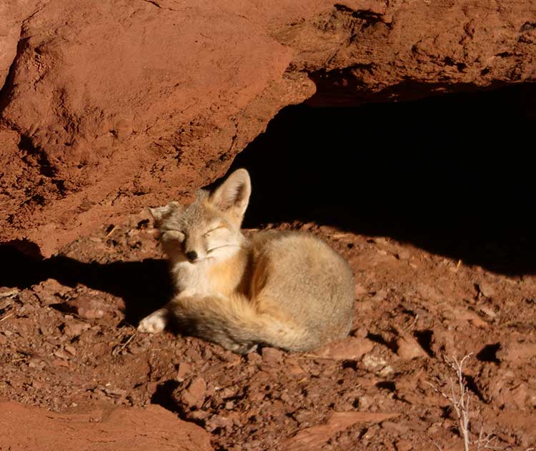 Kit Fox DesertUSA Kit Fox DesertUSA