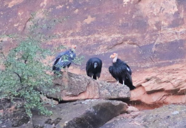 California Condor Chick #1000 Fledges at Zion National Park - DesertUSA