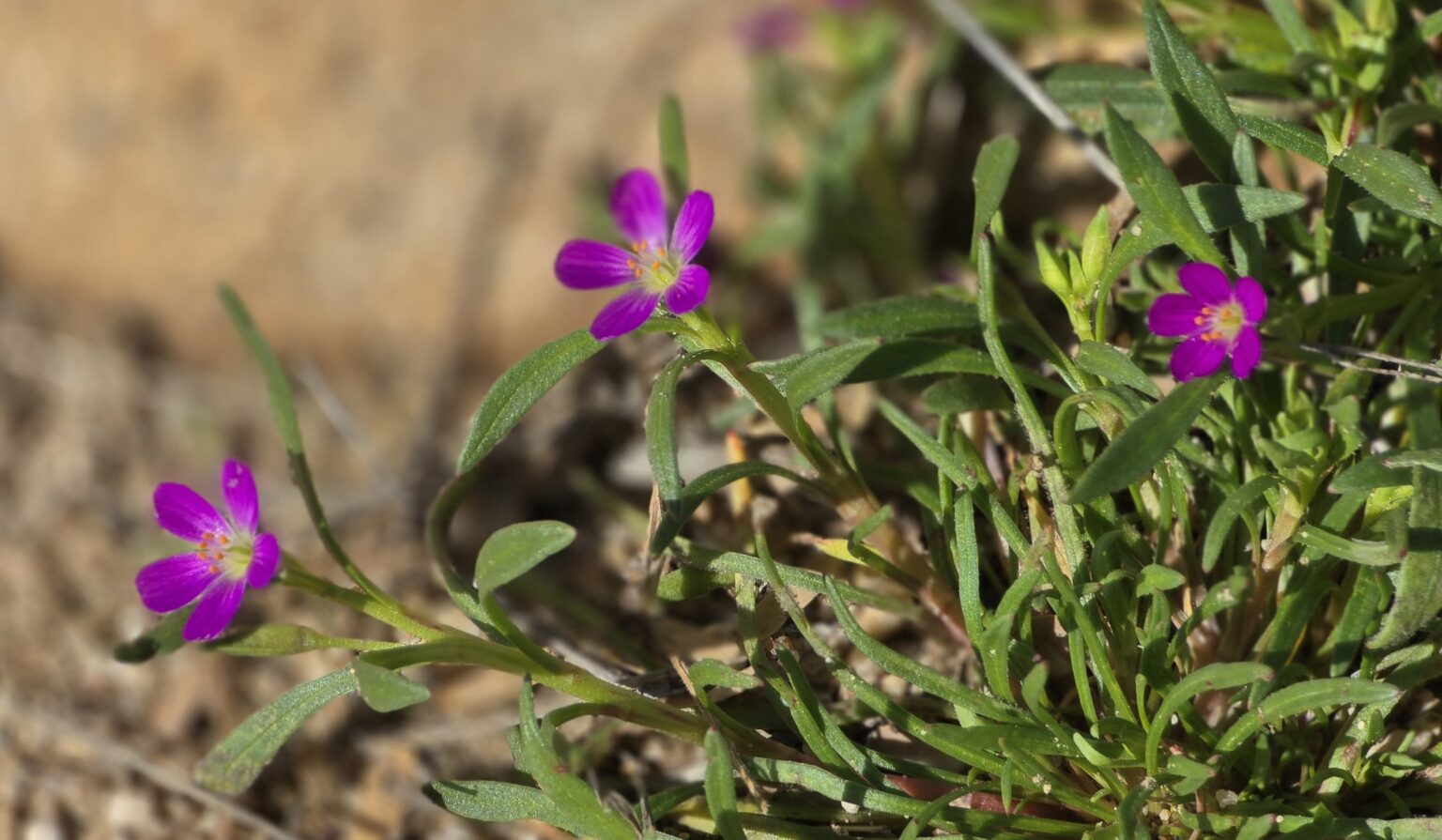 Wildflowers Yuma and Tucson Az - DesertUSA