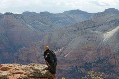 Biologists Catch First Glimpse of Condor Chick in Utah - DesertUSA