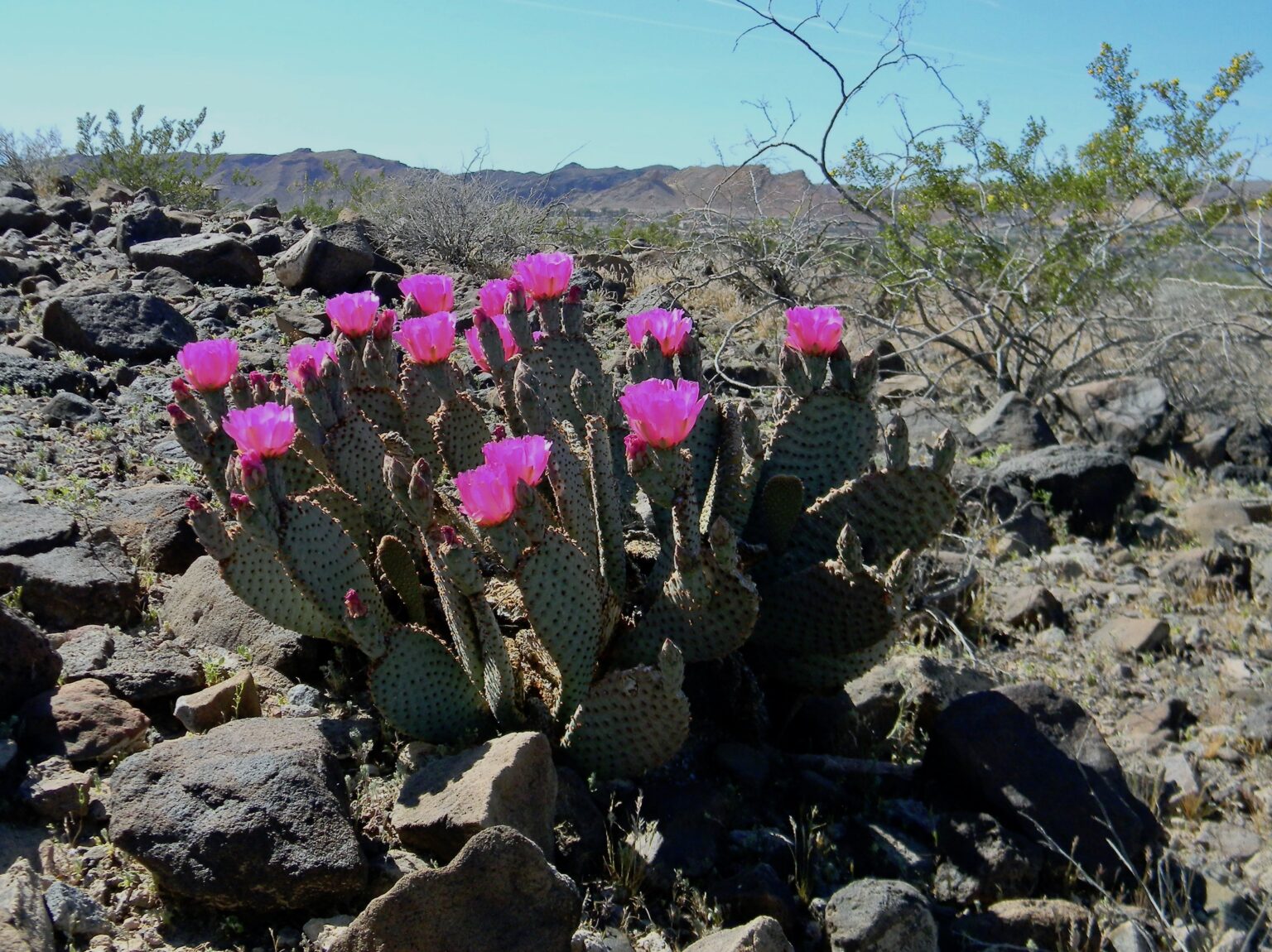 Where will the Desert Wildflowers Be Blooming in 2026? - DesertUSA