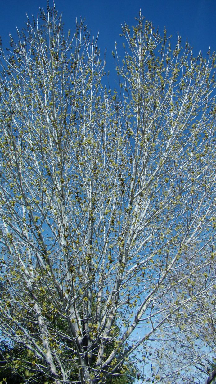 Signs of Spring - DesertUSA