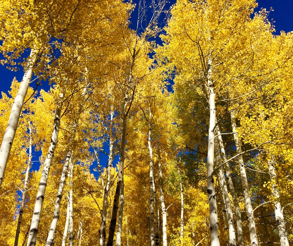 Exploring Autumn Splendor: Top 10 Destinations for Fall Colors in the ...