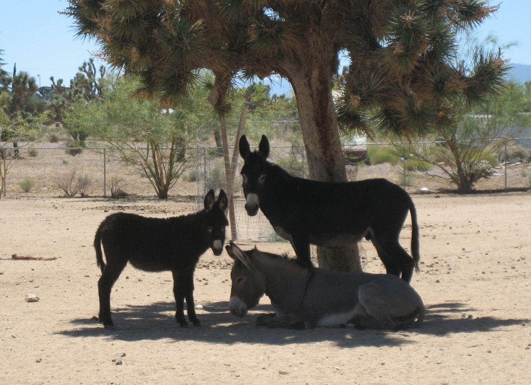 Wild Burros on the Mojave - DesertUSA