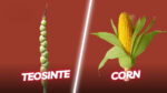 The Epic Journey of Maize and the Birth of Civilization - DesertUSA