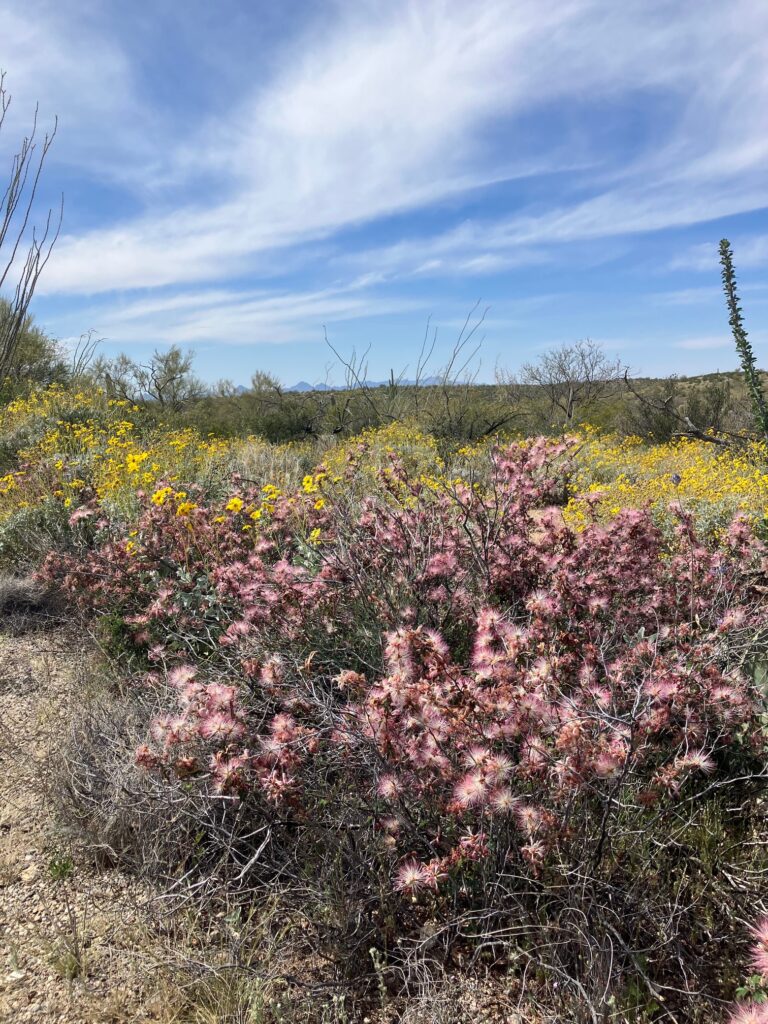 Wildflowers Yuma and Tucson Az - DesertUSA