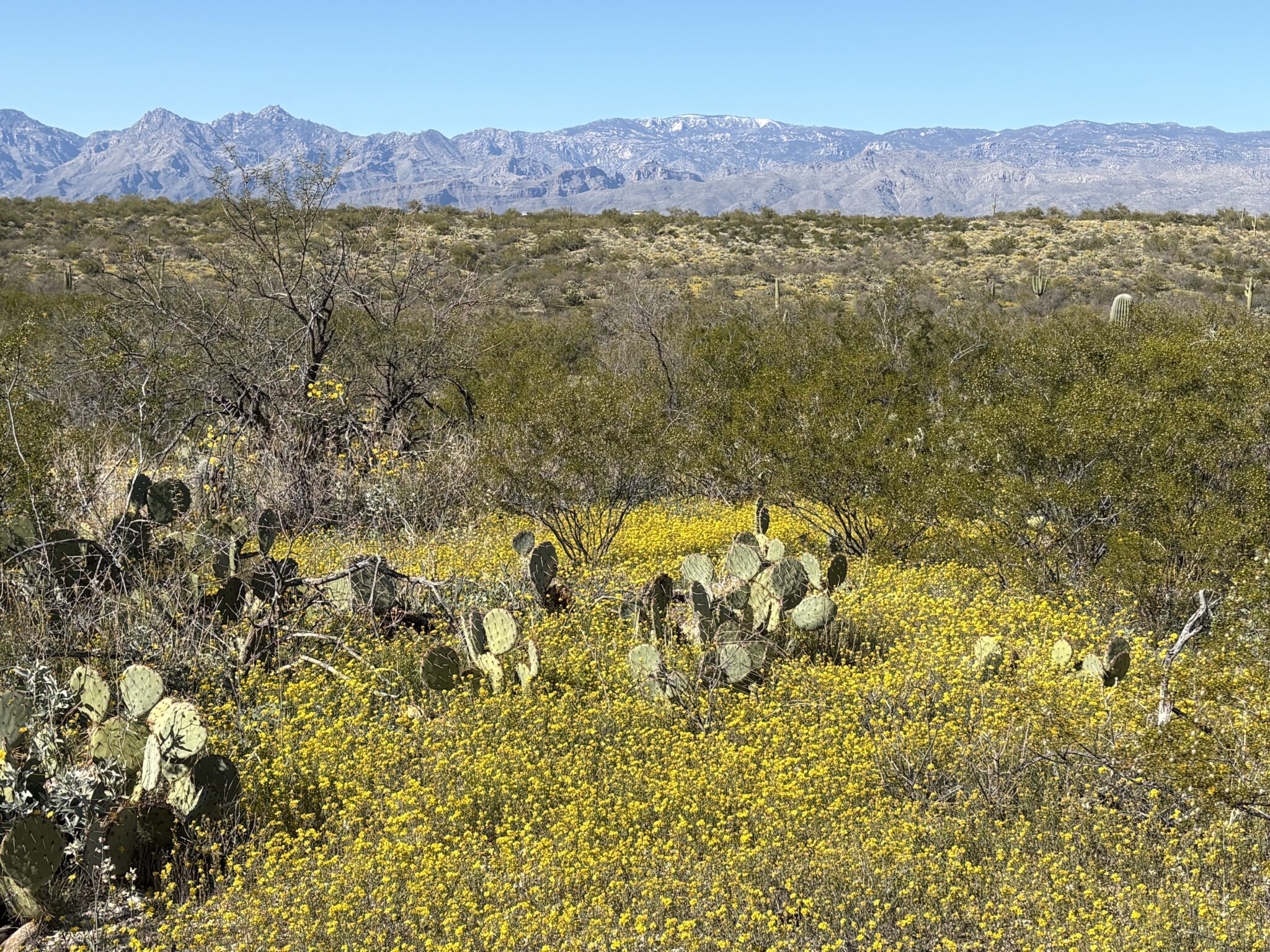 Wildflowers Yuma and Tucson Az - DesertUSA