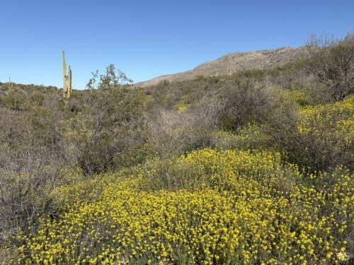Wildflowers Yuma and Tucson Az - DesertUSA