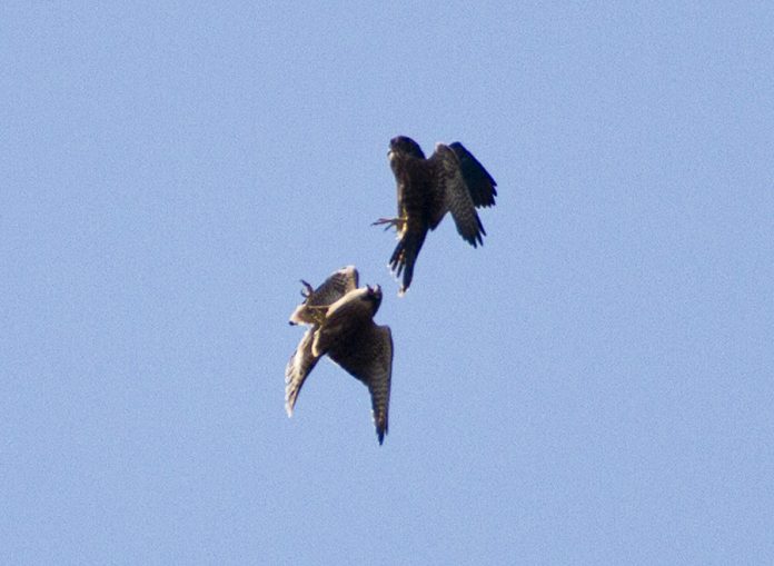 2019 Climbing Closure for Nesting Falcons - DesertUSA