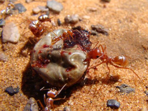 Saharan Silver Ant: The Fastest Ant in the World - DesertUSA