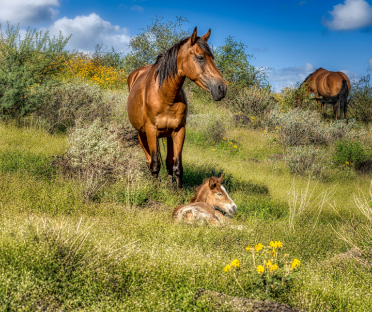 Salt River Wild Horses - DesertUSA