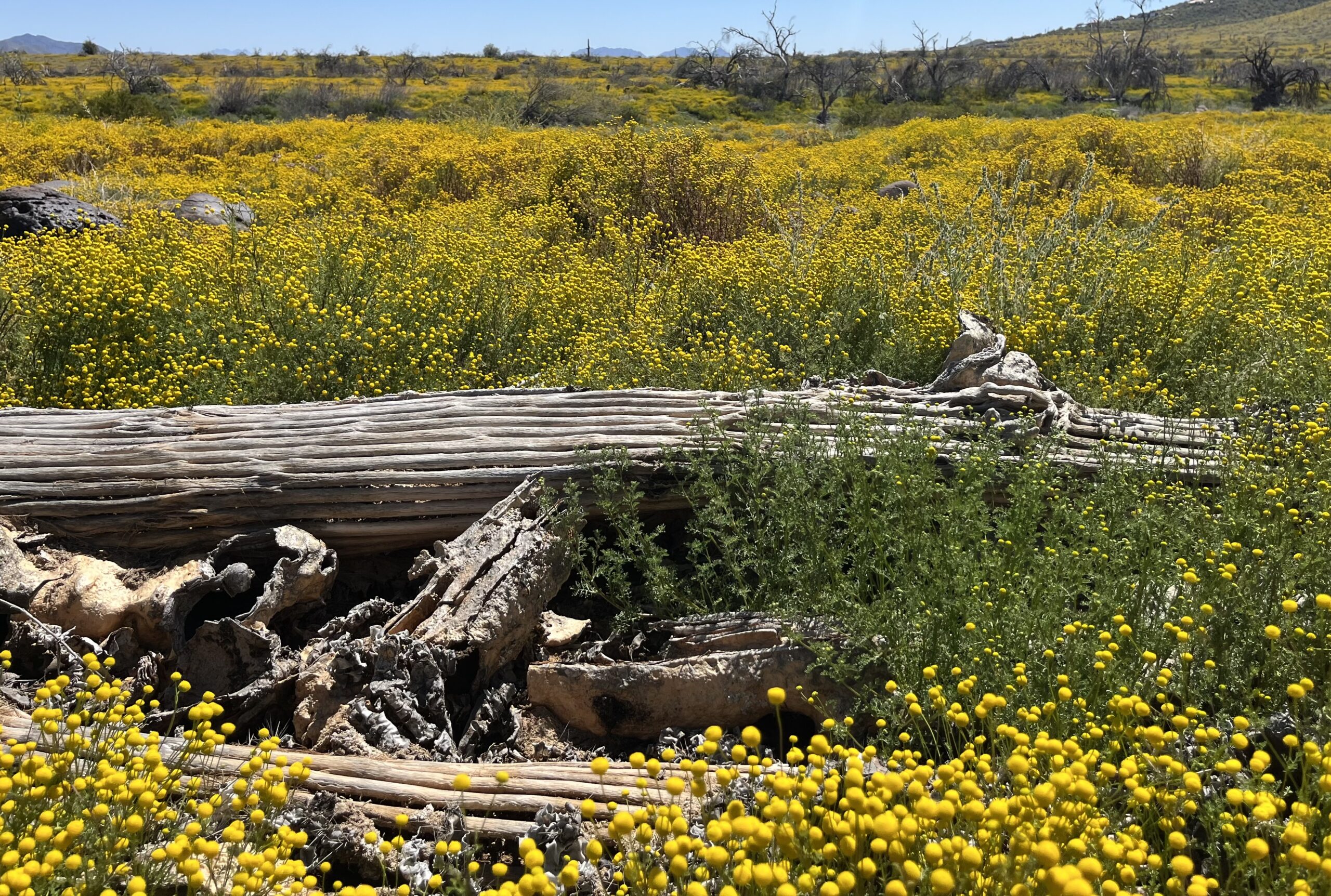 Saguaro National Park seeks help in combating invasive stinknet - DesertUSA