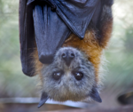 2022 Bat Festival - DesertUSA