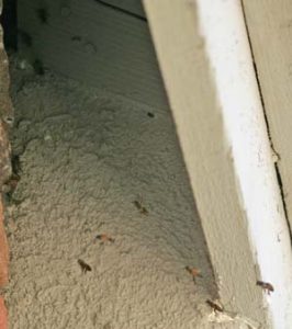 Resident bee hive. - DesertUSA