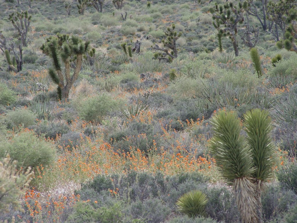Get Ready for the Spring Wildflower Bloom - DesertUSA