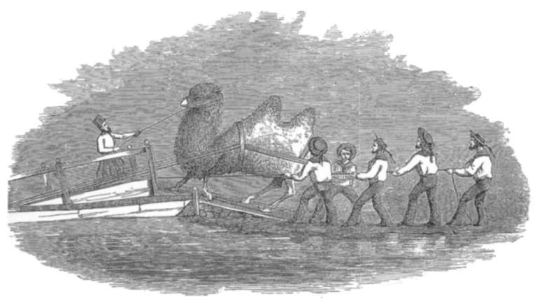 The U.S. Army Camel Corps: A Forgotten Experiment in Military Transport ...