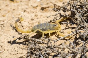 Deathstalker Scorpion - DesertUSA