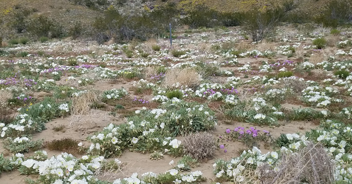 Blooms In The Mojave-Higher Elevation-Nothing Orange "Yet" - DesertUSA