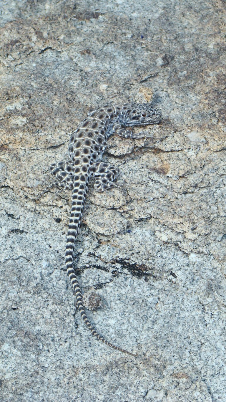 Looking for Lizards - DesertUSA Stories & News