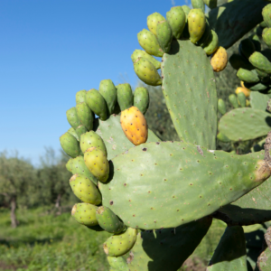 Prickly Pear: A Treasured Fruit of the Southwest, from Ancient Times to ...