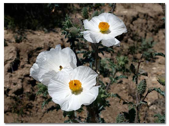 Desert News, Stories, Articles and Blogs