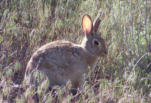 National Park Service Encourages Visitors to Be Alert for Rabbit ...