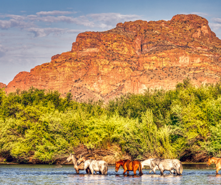 Salt River Wild Horses - DesertUSA