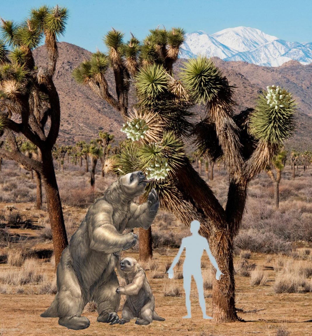 Joshua Trees Are Blooming in the Mojave Desert | DesertUSA.com Blog