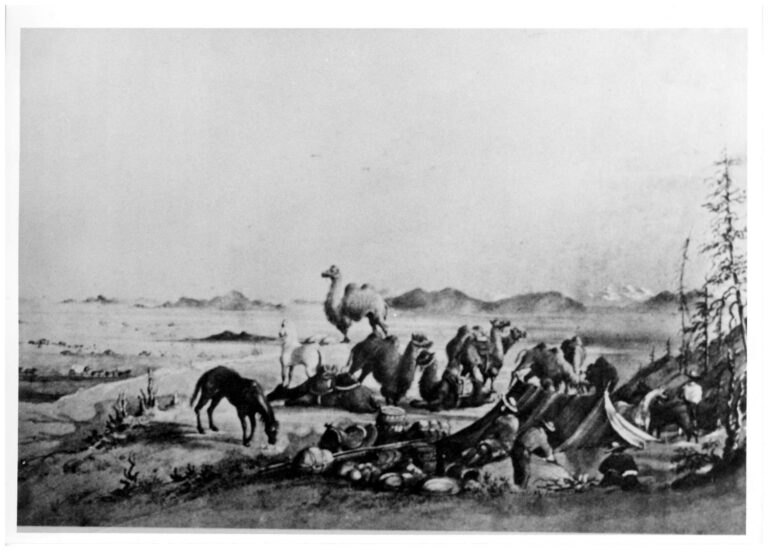 The U.S. Army Camel Corps: A Forgotten Experiment in Military Transport ...