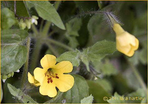 Many Flowered Monkeyflower, Mimulus floribundus - DesertUSA